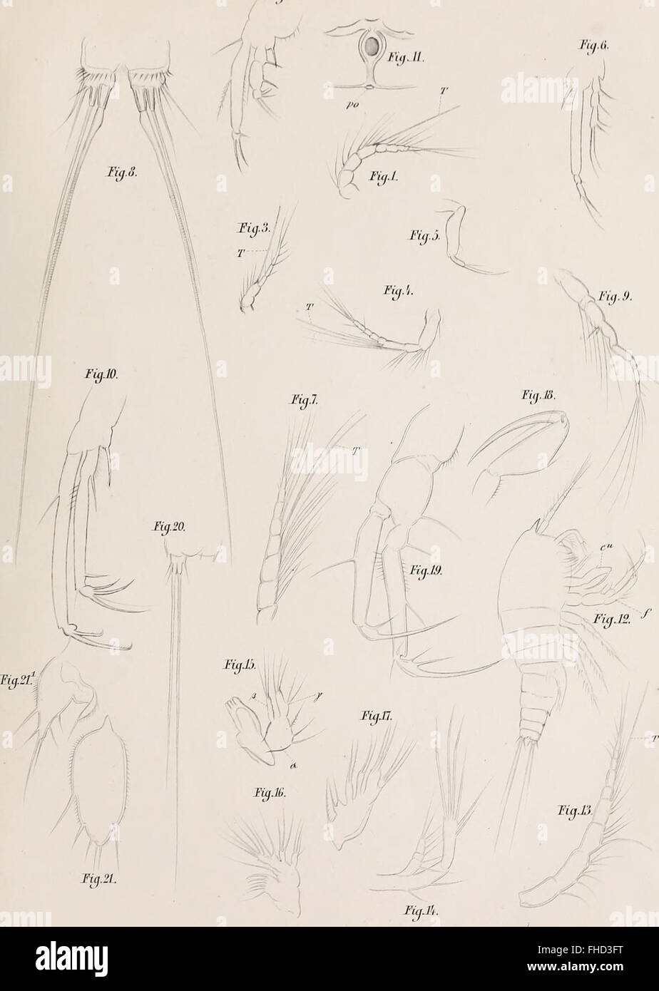 The free-living copepods with special consideration of the fauna of ...