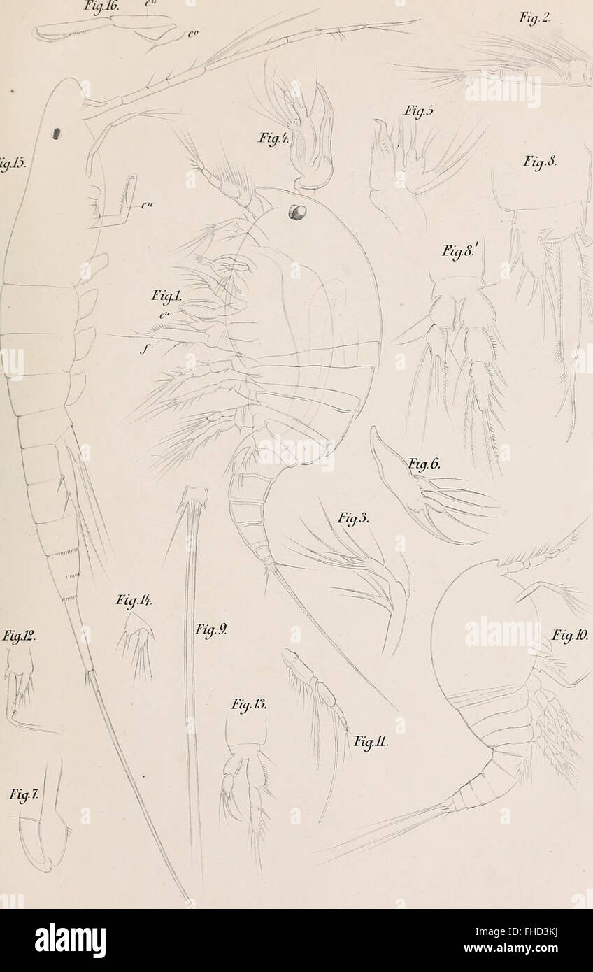 Forms of microscopic crustaceans hi-res stock photography and images ...