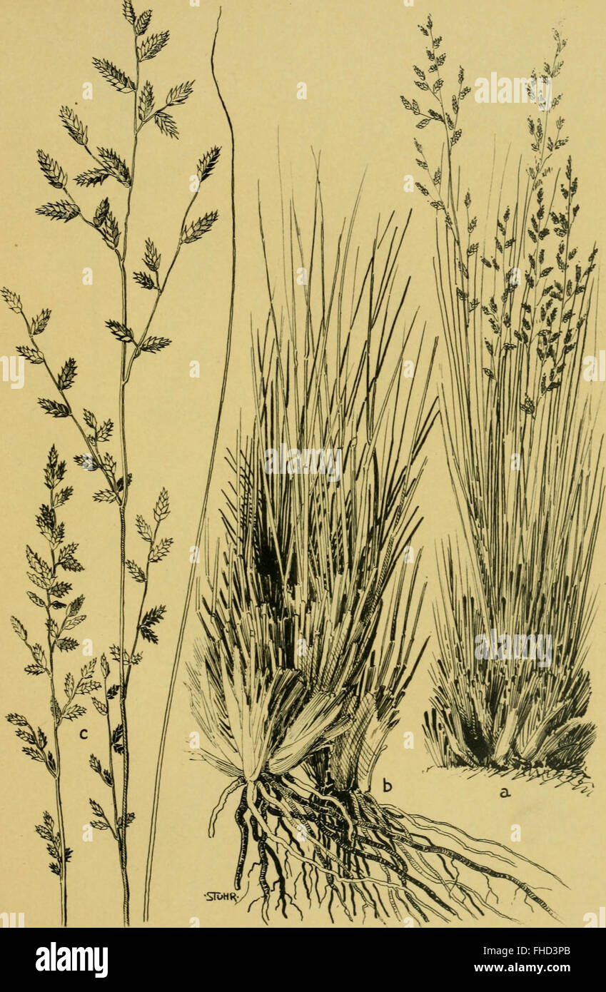 Fodder Plants, German South West Africa, Botanical Research, Chemical ...