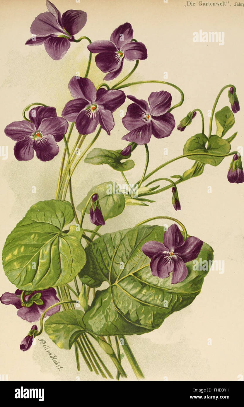 A 19th-century German horticultural journal covering gardening ...
