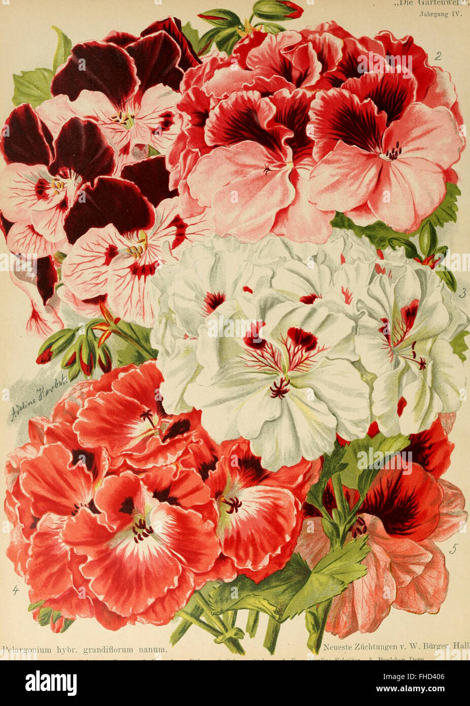 A German horticultural periodical from 1900, documenting the state of ...