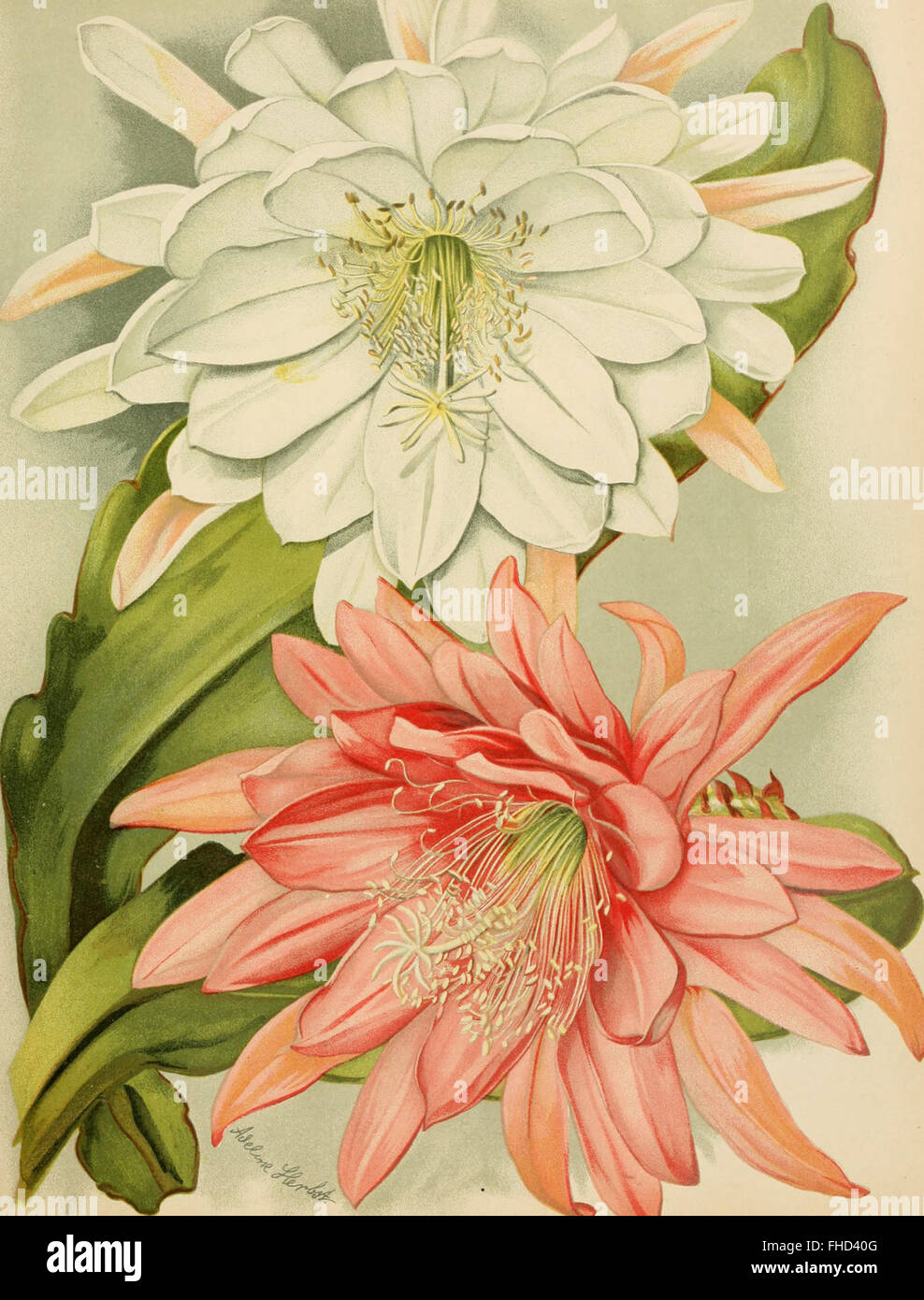 The Garden World (1901), a horticultural periodical covering garden ...