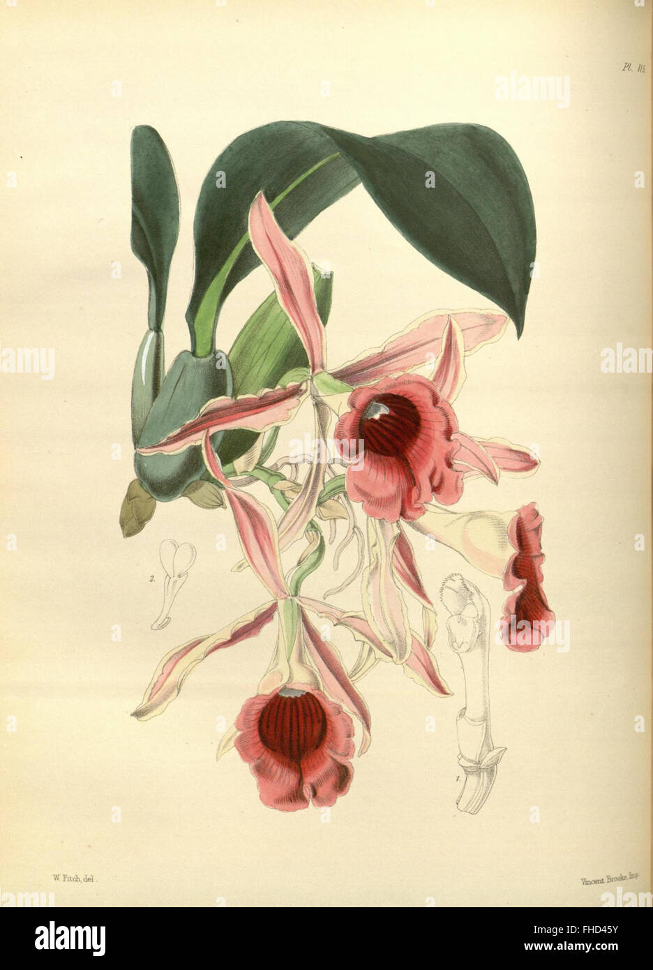 Comprehensive study of orchid morphology hi-res stock photography and ...