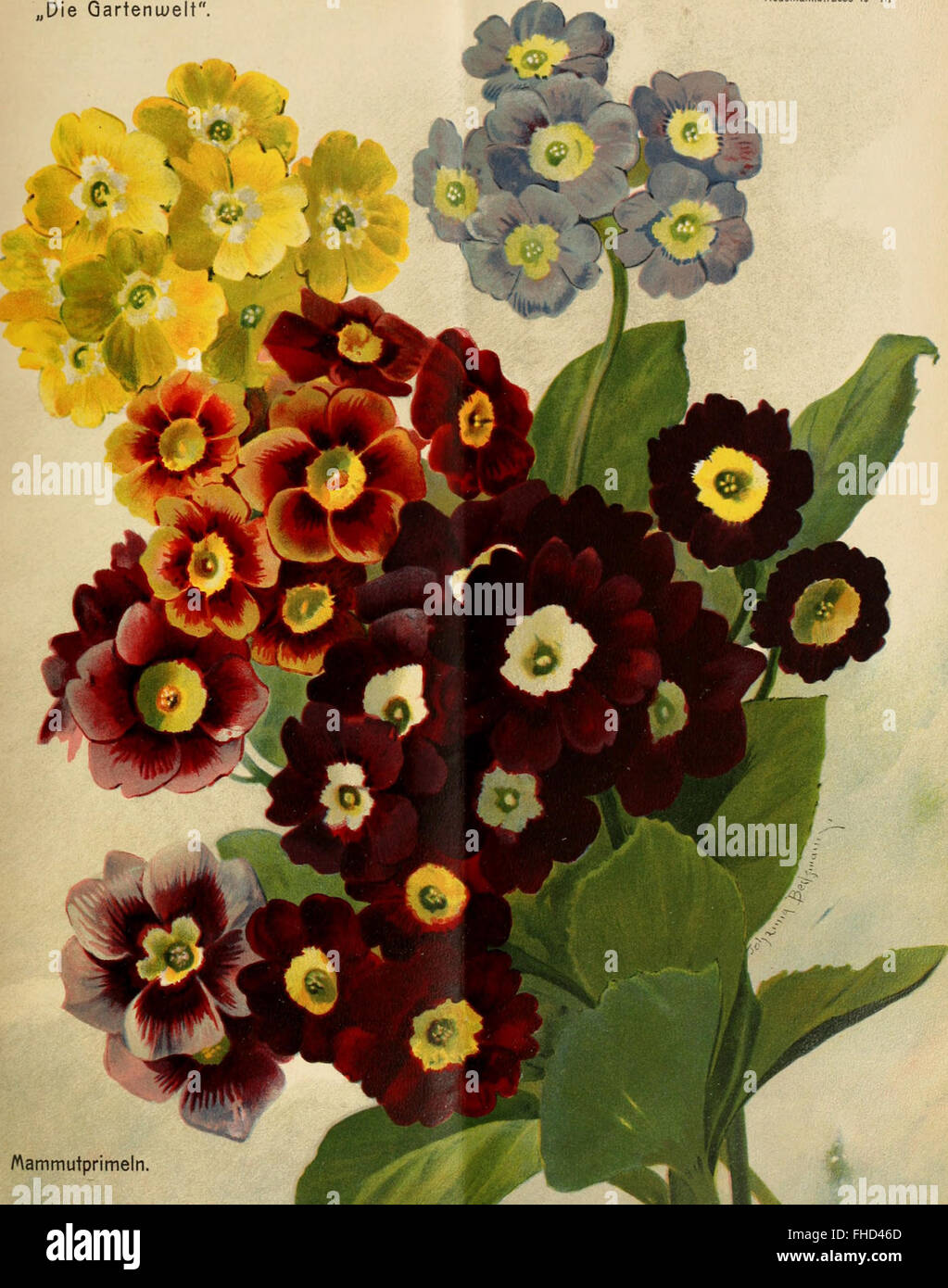 A German publication from 1913 focusing on gardening, horticulture, and ...