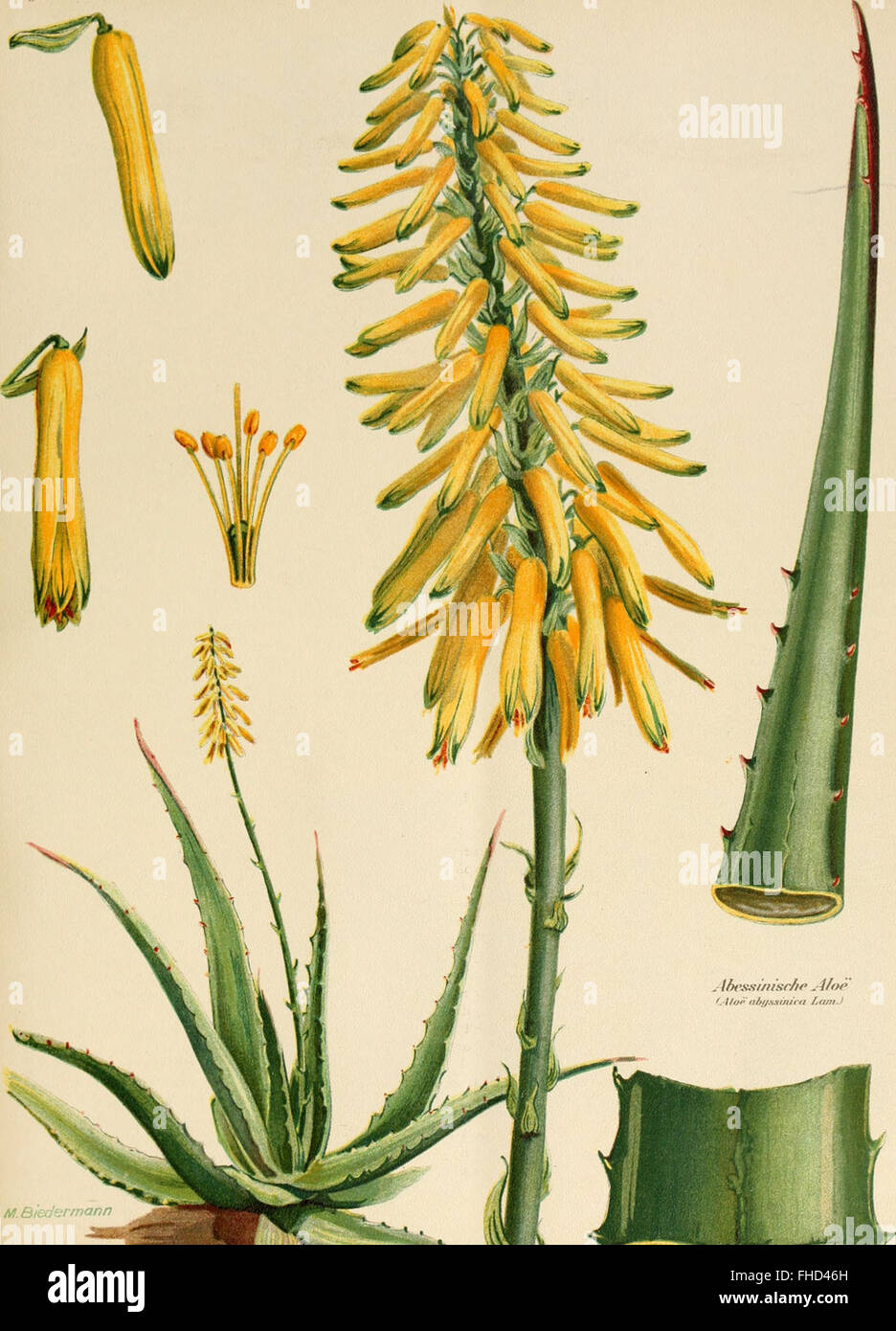 Die Gartenwelt, a 1913 German periodical focused on gardening ...