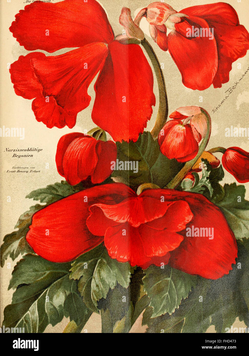 A German horticultural magazine from 1917, featuring articles and ...