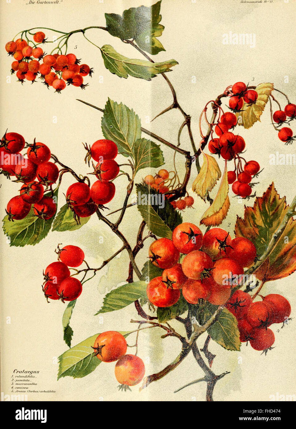 Garden design, horticulture, 1918, German gardens, garden history ...