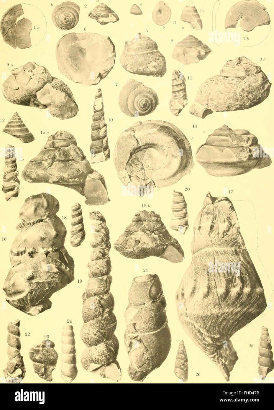 Die Gastropoden des Karnischen Unterdevon, gastropod species, 1907 ...