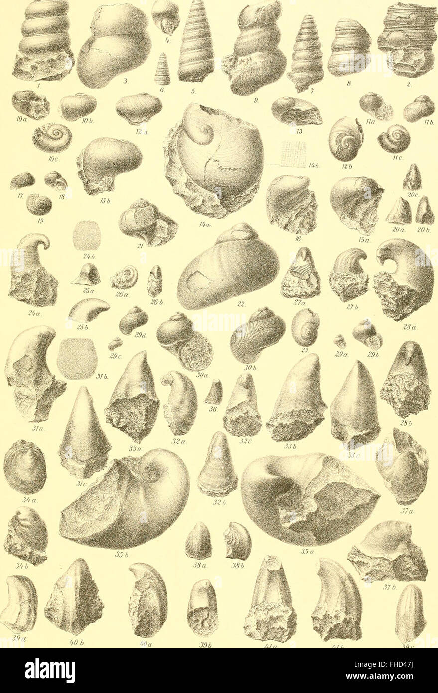 Lower devonian period hi-res stock photography and images - Alamy