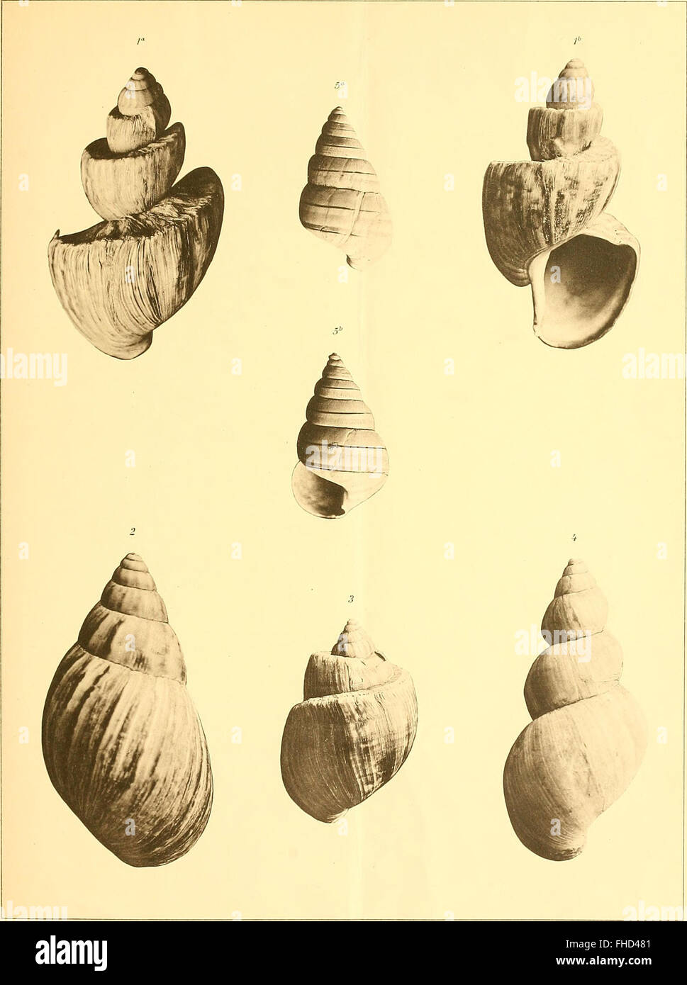 A 1905 study on the geographical distribution of slugs (Gastropods ...