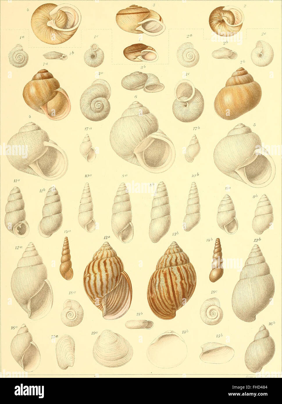 A 1905 study on the geographical distribution of slugs, focusing on ...