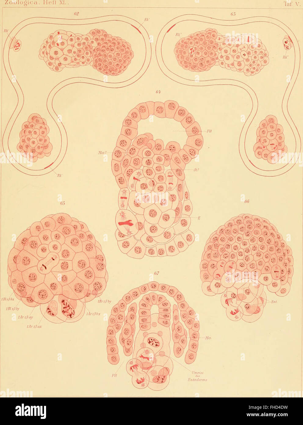 A 1903 work focusing on the study of the giant roundworm Ascaris ...