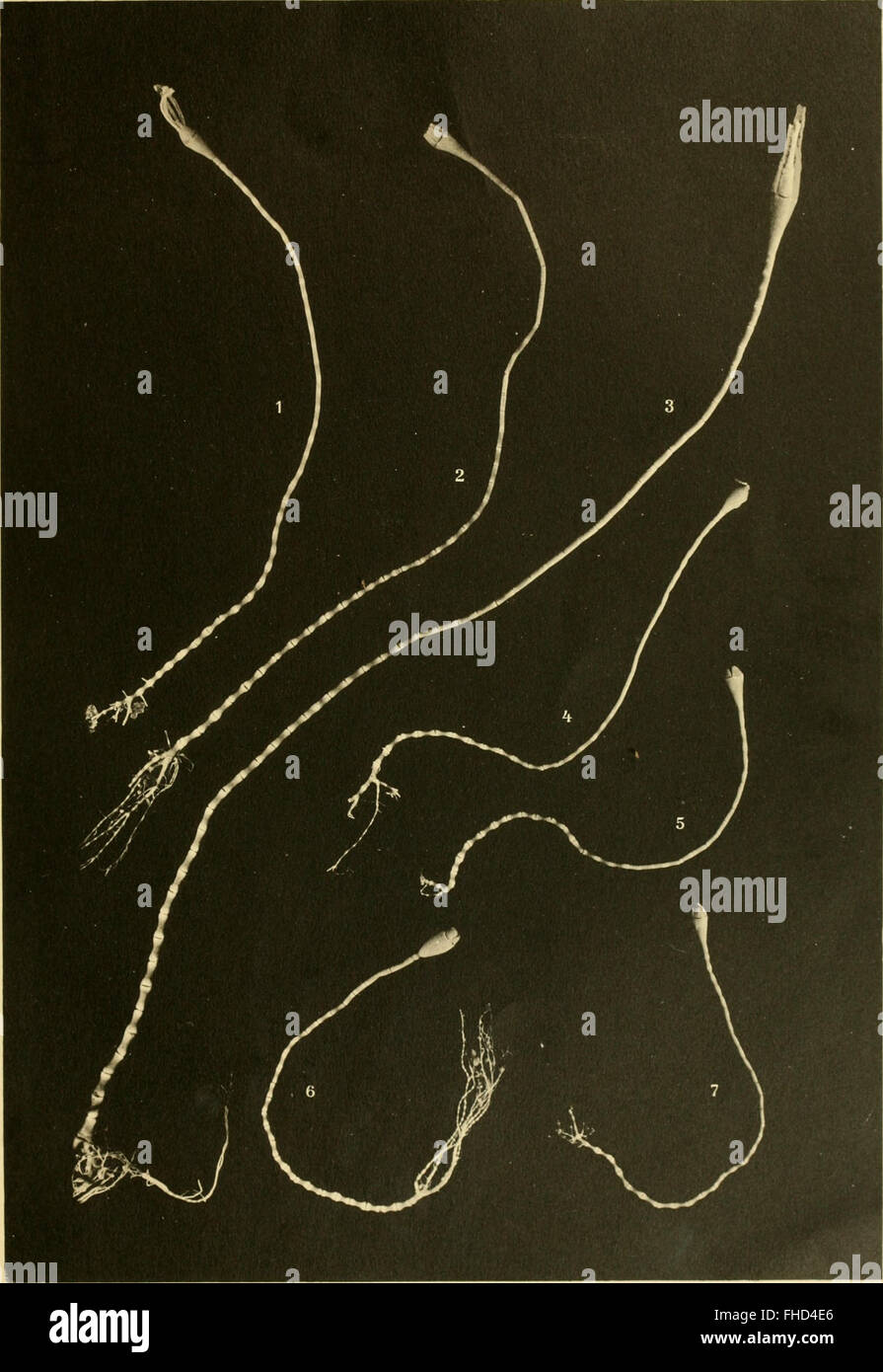 The Stalked Crinoids of the German Deep Sea Expedition (1912 Stock ...