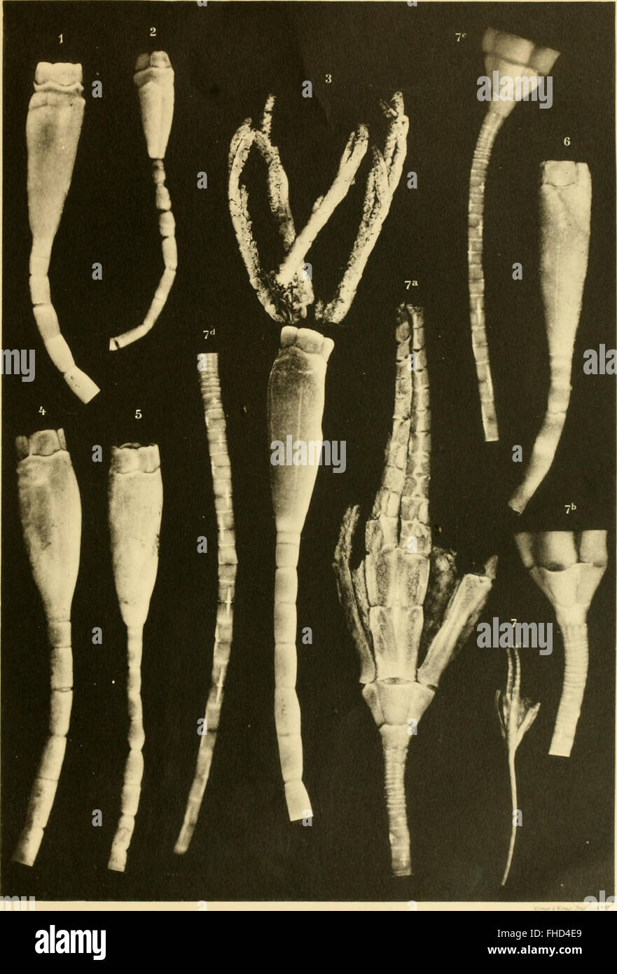 A 1912 study on the stalked crinoids collected during the German Deep ...