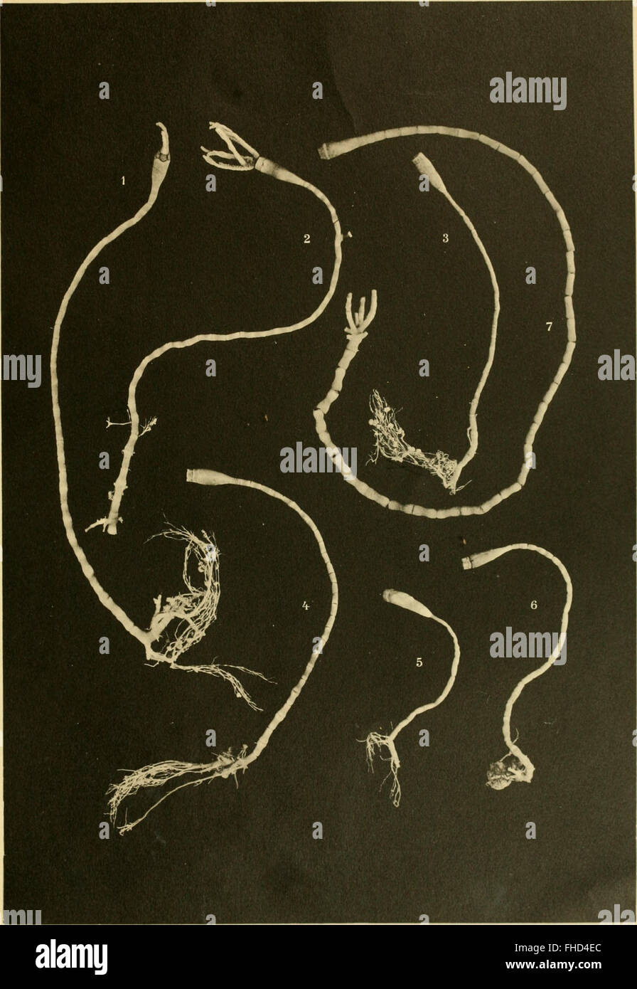 Die Gestielten Crinoiden, a 1912 work detailing the stalked crinoids ...