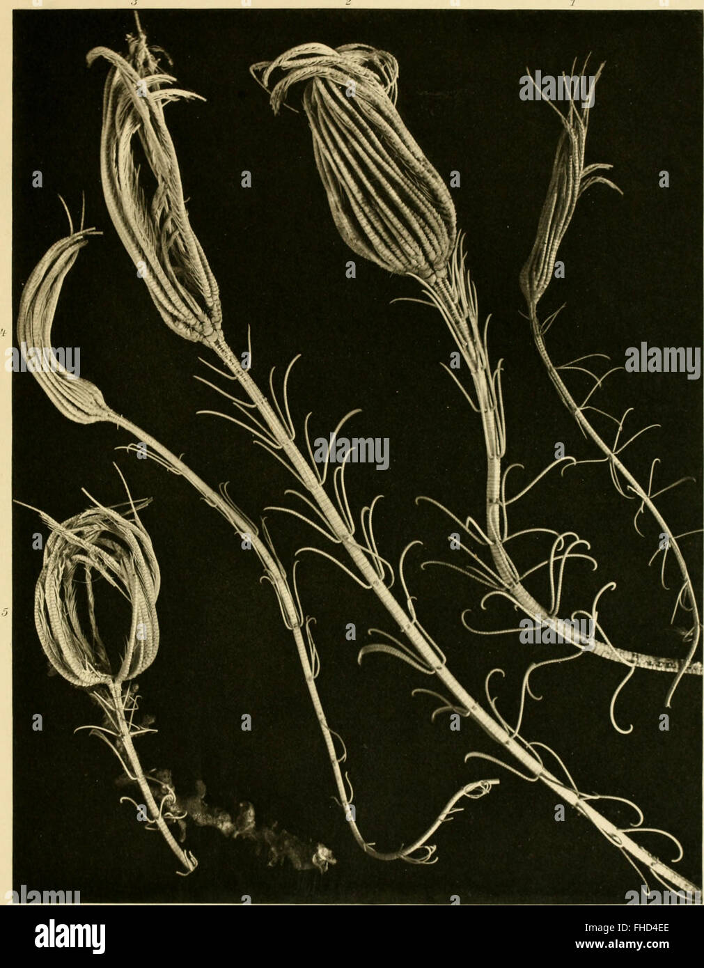 The stalked crinoids of the German Deep Sea Expedition, published in ...