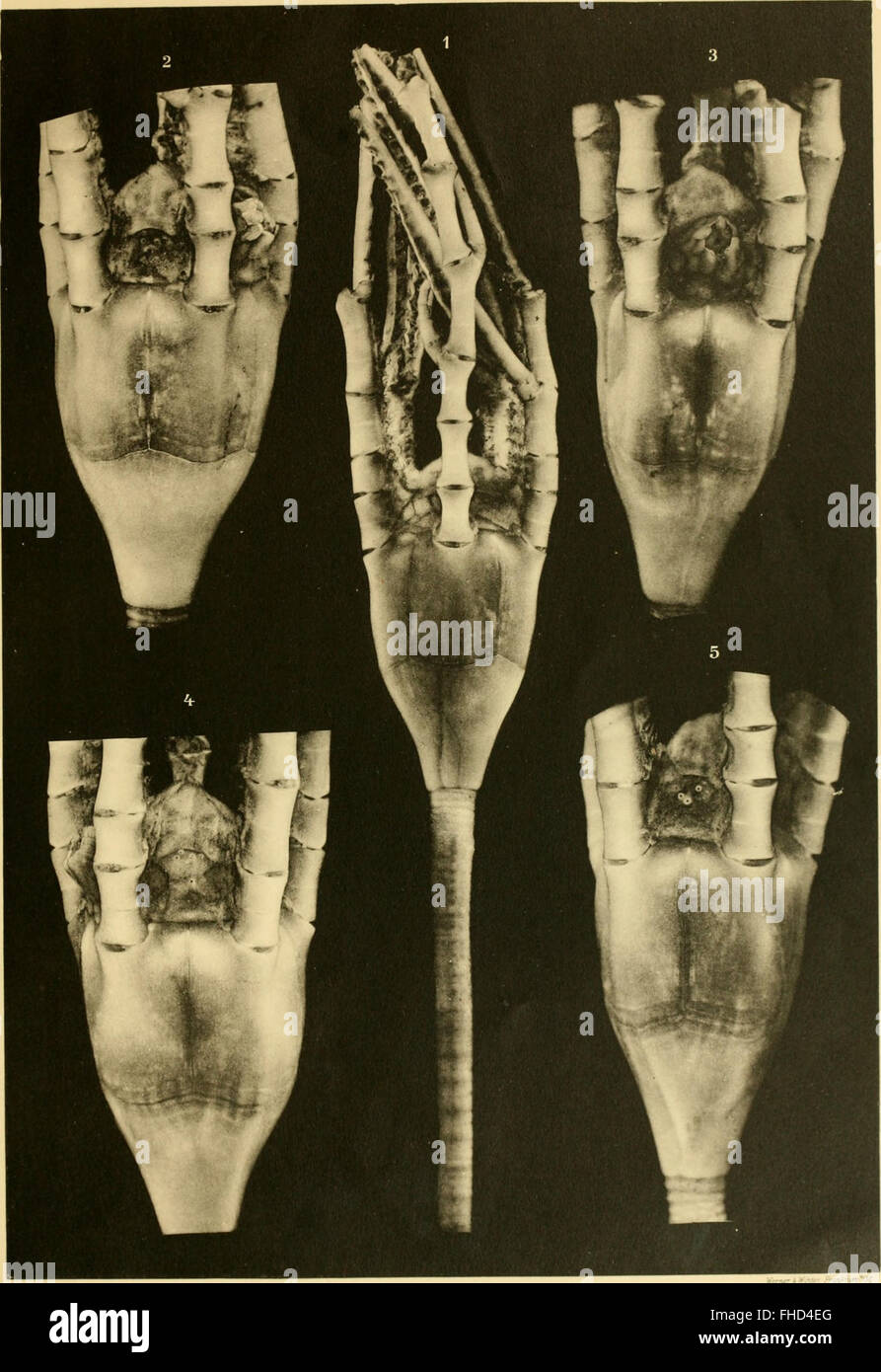 A study on the stalked crinoids collected during the German Deep Sea ...