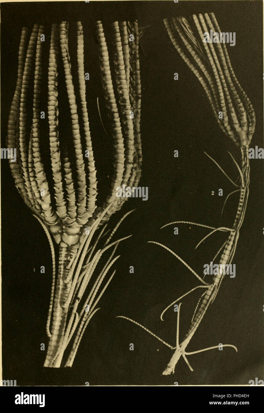 A 1912 study on the stalked crinoids collected during the German deep ...