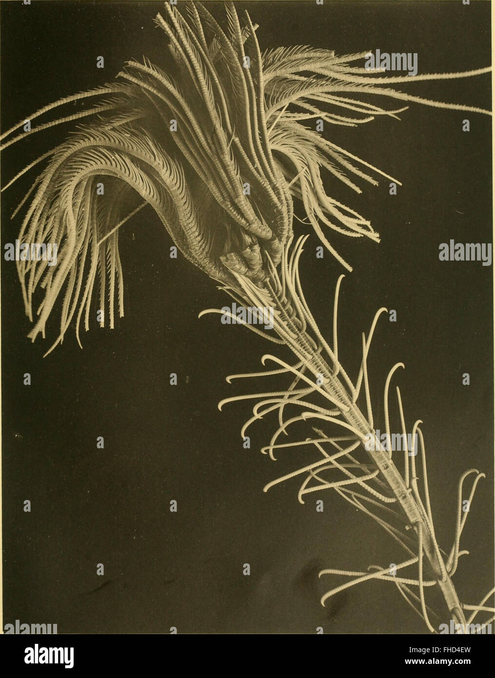 A 1907 study of stalked crinoids collected during the Siboga Expedition ...