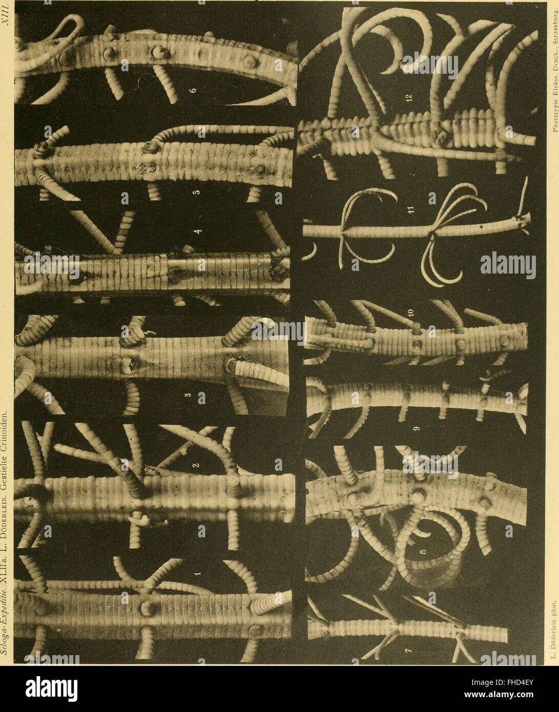 The Stalked Crinoids of the Siboga Expedition (1907), a marine biology ...