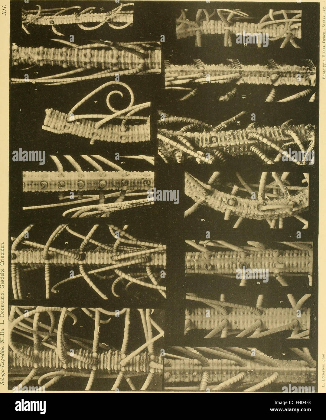 A 1907 work detailing the stalked crinoids discovered during the Siboga ...