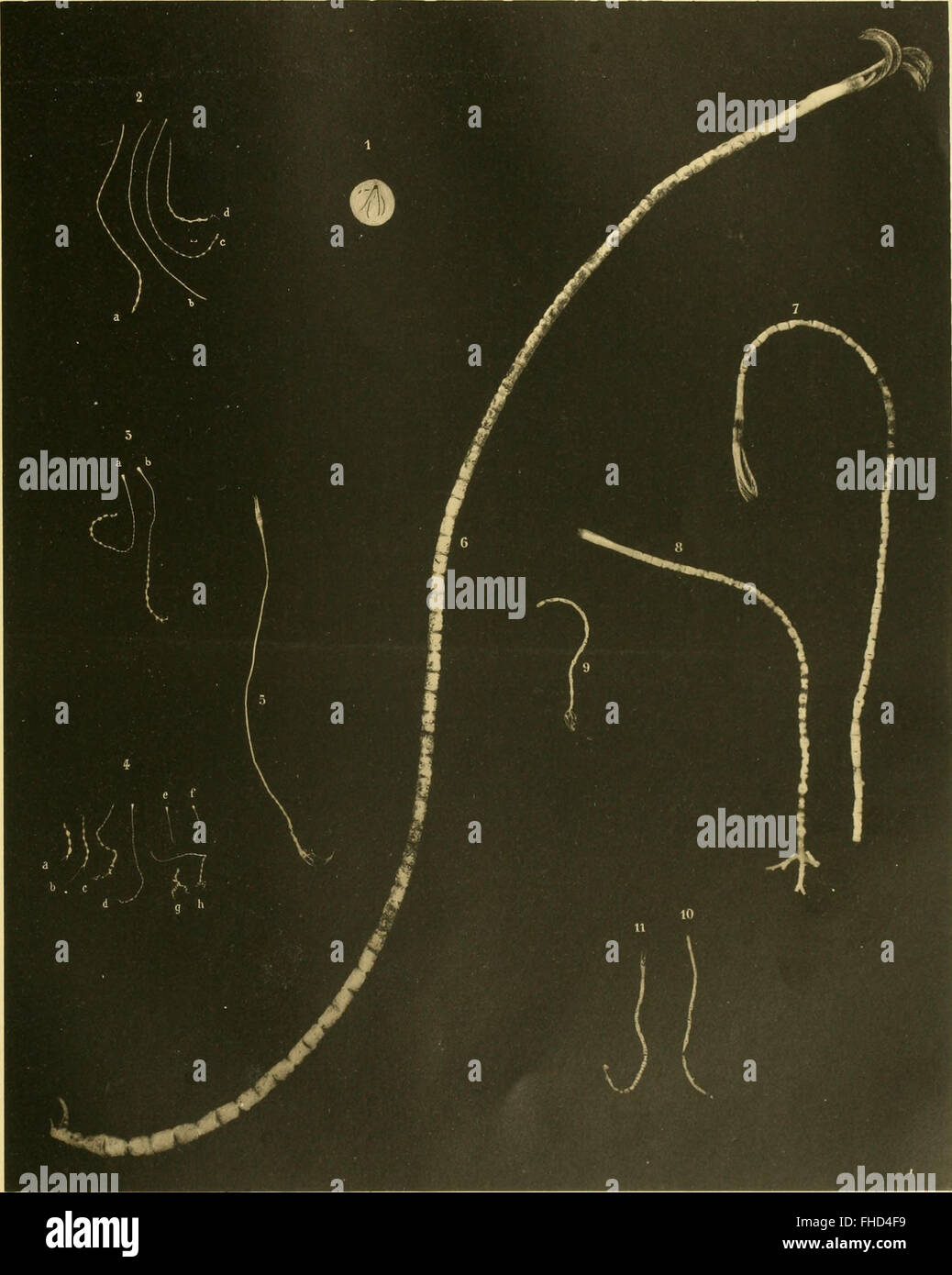 A study of the stalked crinoids (sea lilies) discovered during the ...