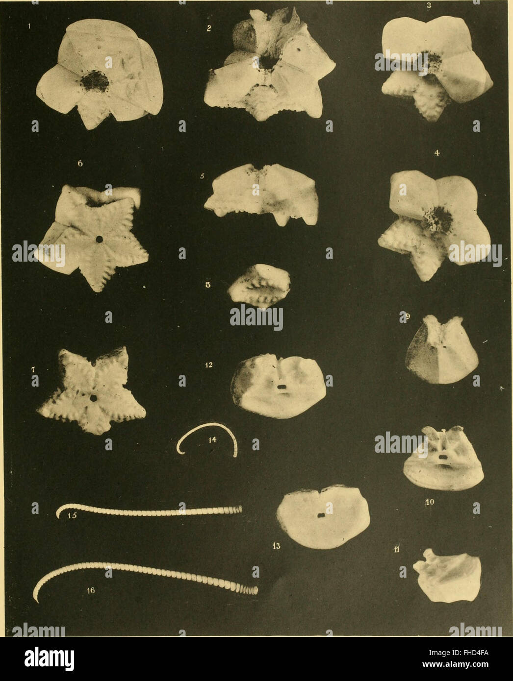 A study of stalked crinoids collected during the Siboga Expedition ...