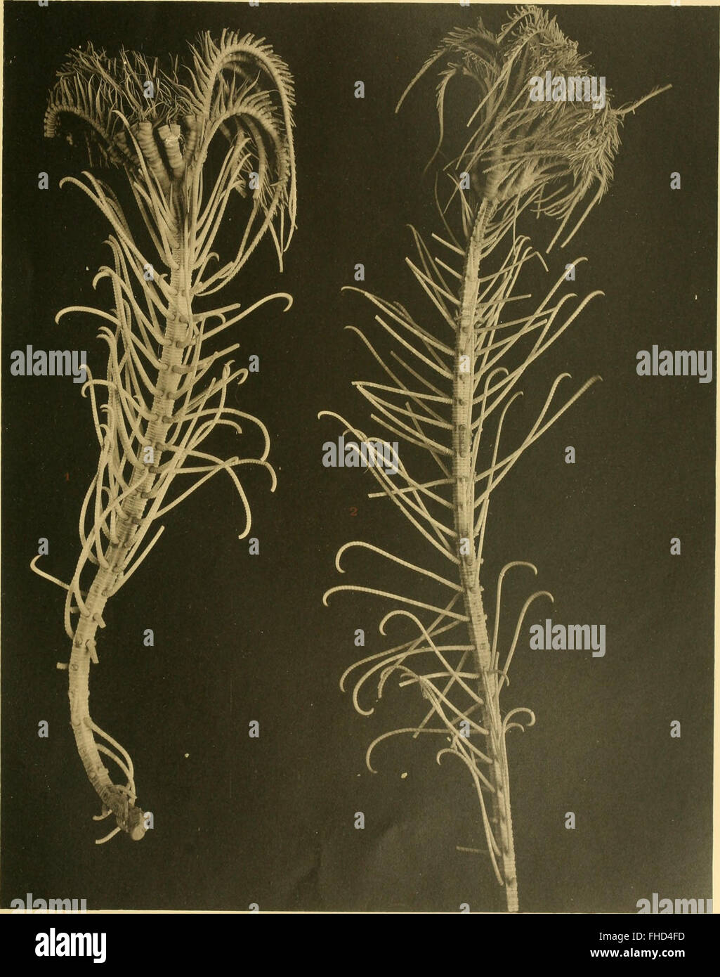 A detailed study from the 1907 Siboga Expedition, focusing on stalked crinoids, featuring both ...