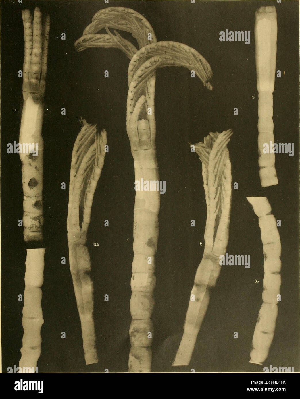 The stalked crinoids of the Siboga Expedition, a study from the 1907 ...