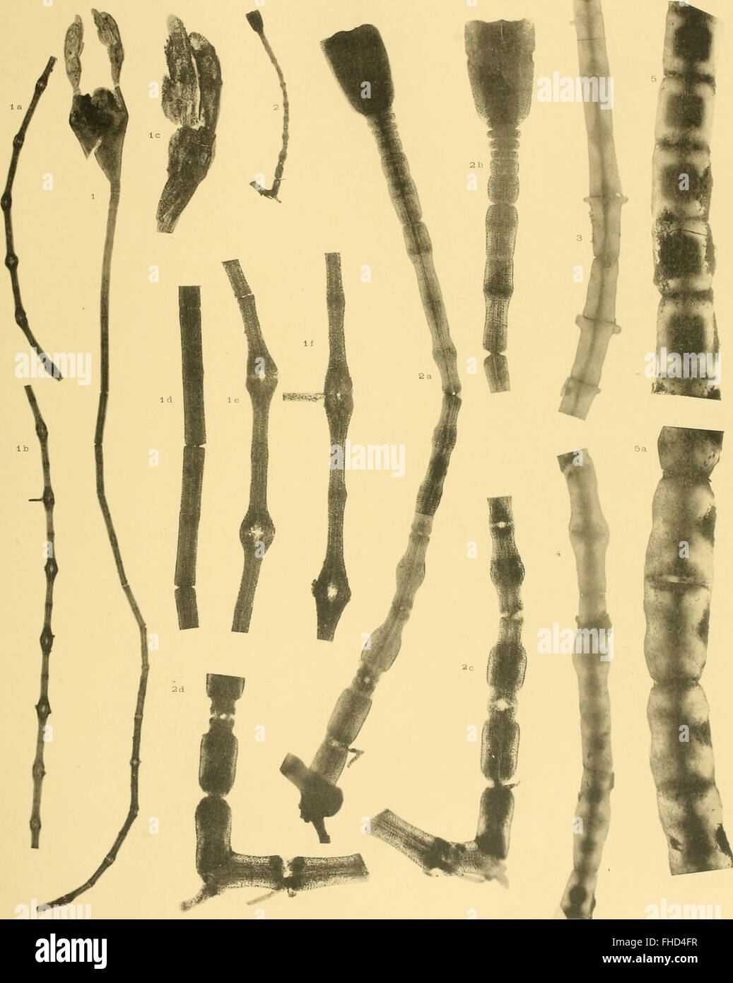 A 1907 study on the stalked crinoids collected during the Siboga ...
