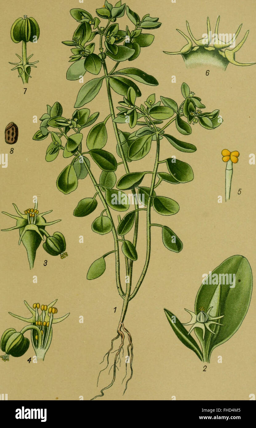 A 1910 work on the poisonous plants of Germany, detailing their toxic ...