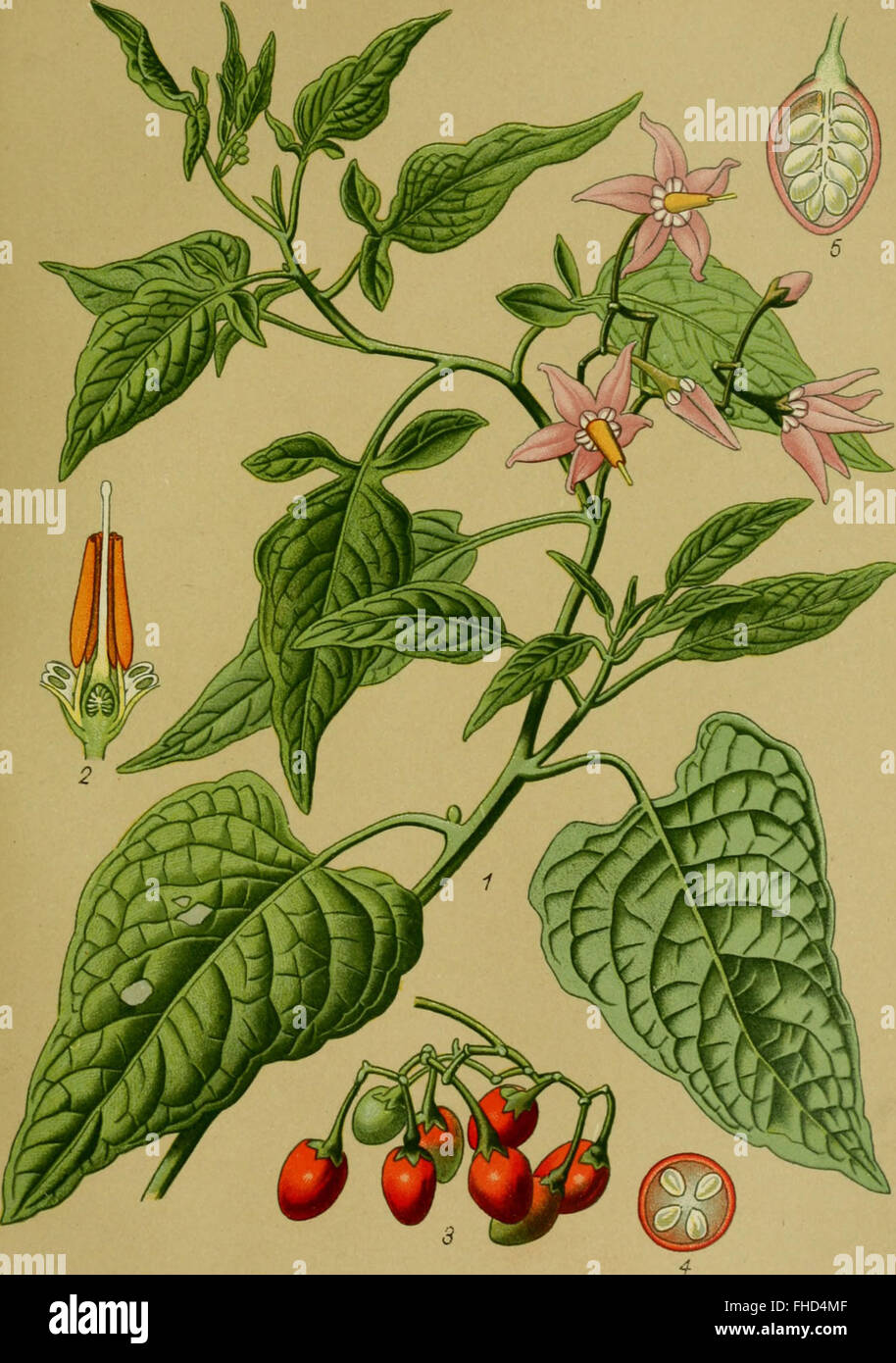 Die Giftpflanzen Deutschlands (1910), a study of poisonous plants in ...