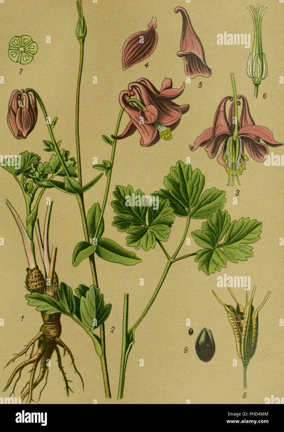Die Giftpflanzen Deutschlands (1910) is a detailed botanical work ...