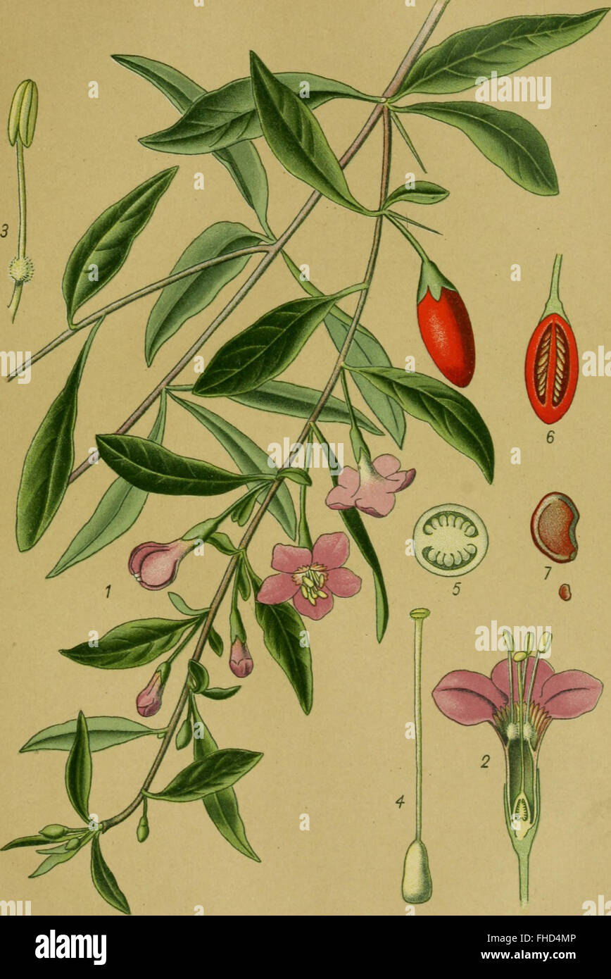 A 1910 publication on the toxic plants of Germany, detailing their ...