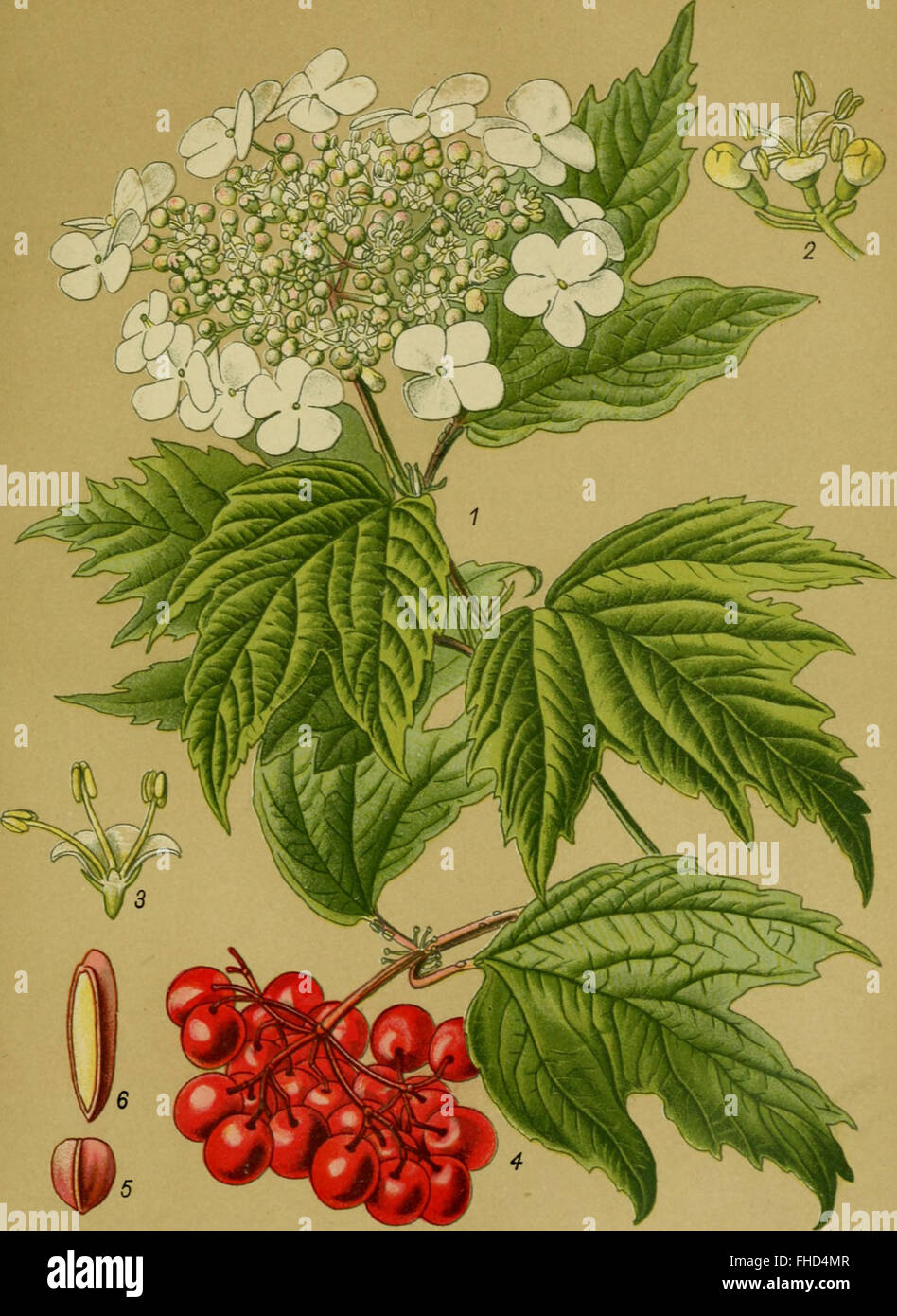 Die Giftpflanzen Deutschlands, Poisonous plants of Germany, 1910 Stock ...