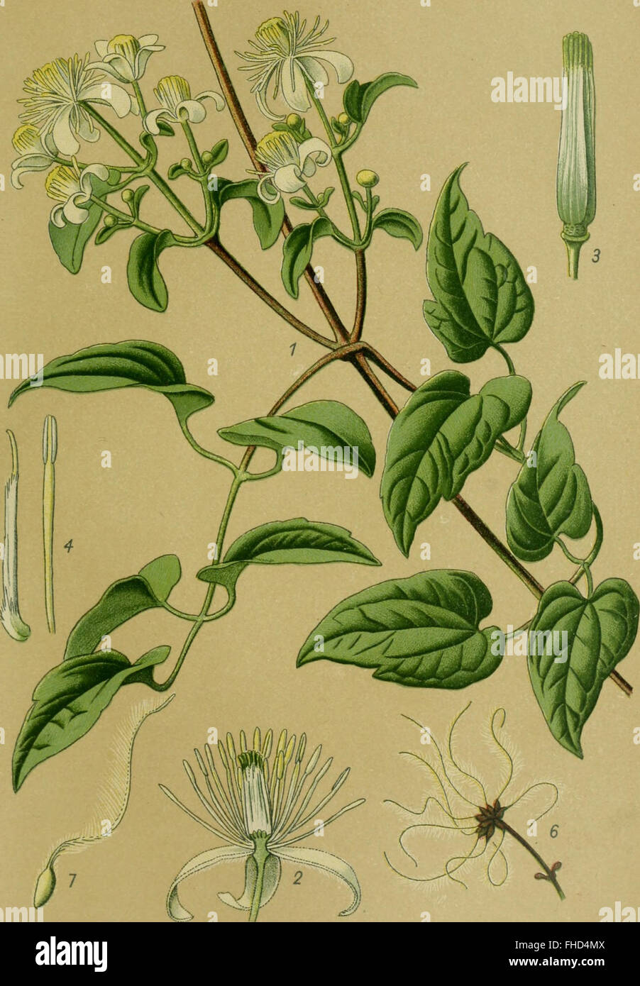 Die Giftpflanzen Deutschlands, a 1910 work documenting poisonous plants ...