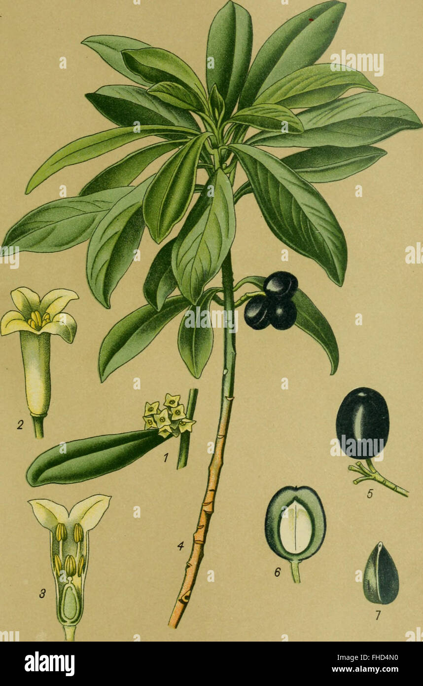 Die Giftpflanzen Deutschlands (1910), a detailed study of poisonous ...