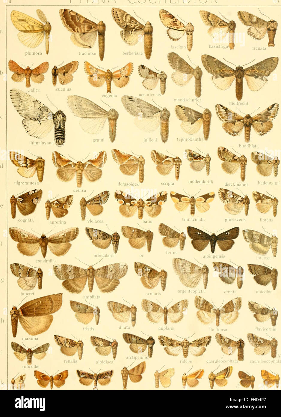 The large butterflies of the earth - a systematic treatment of the ...
