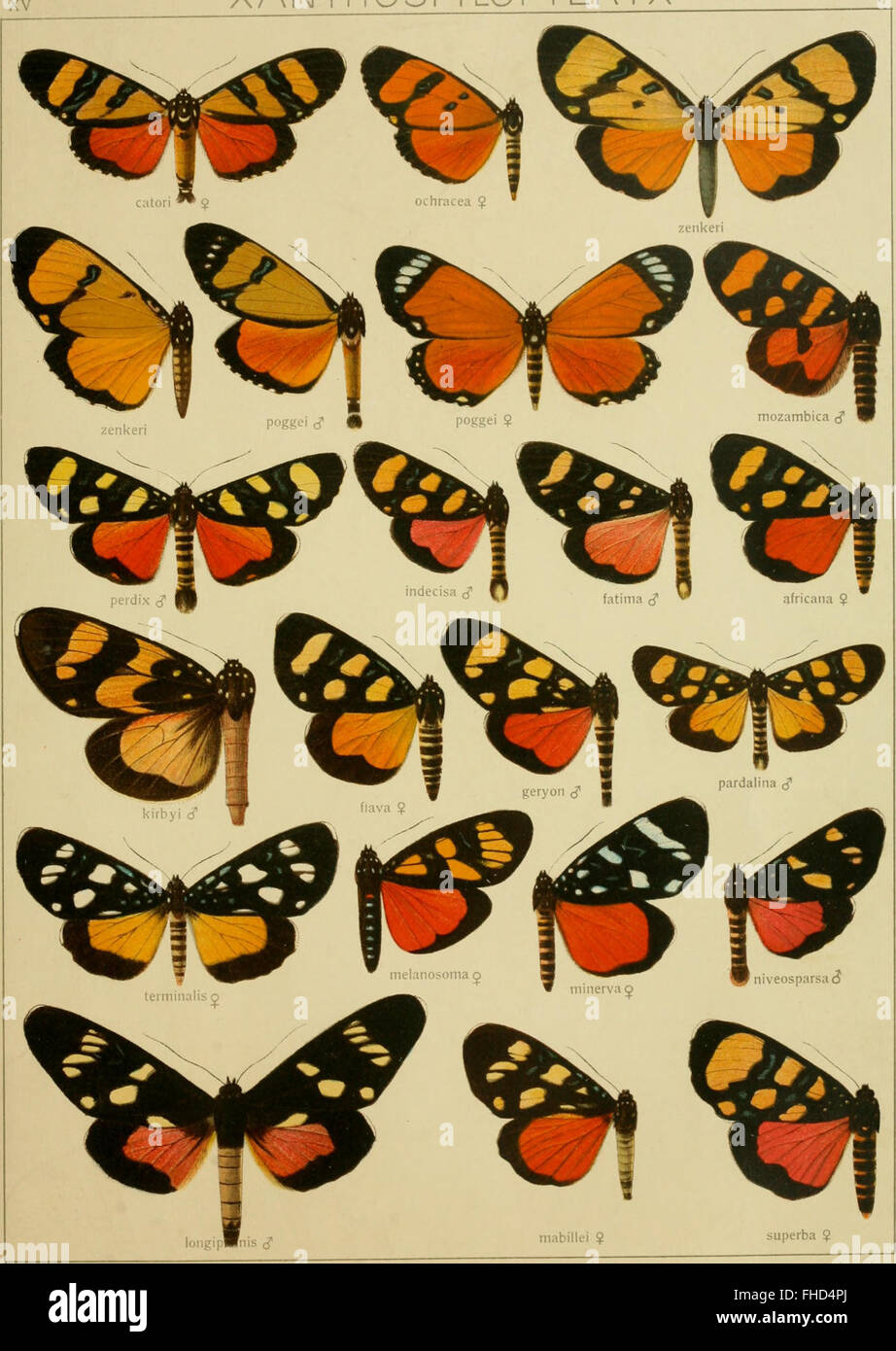 A systematic study of large butterflies of the world, cataloging all ...