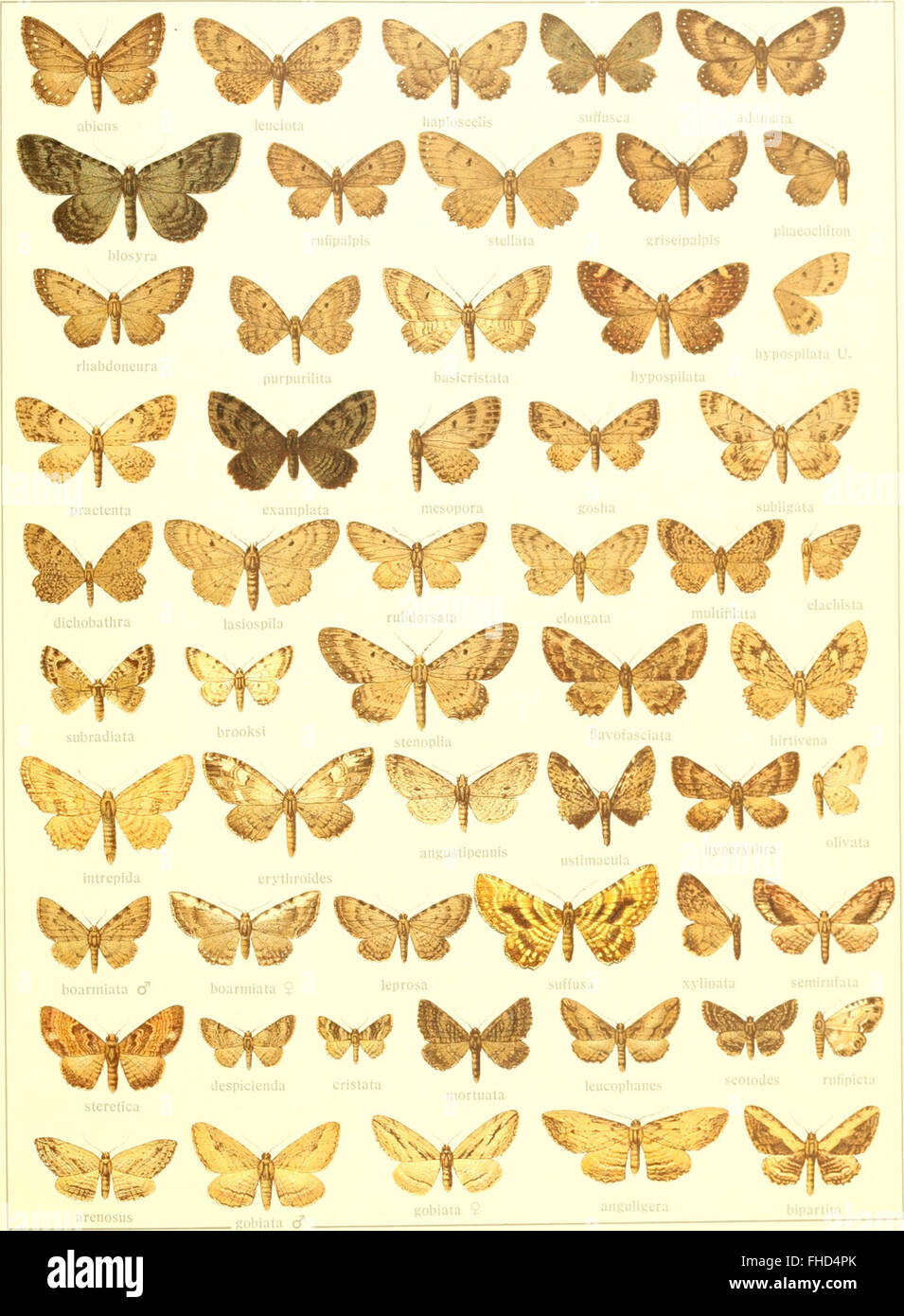 Die Gross-Schmetterlinge der Erde, a systematic study from 1900 on the ...