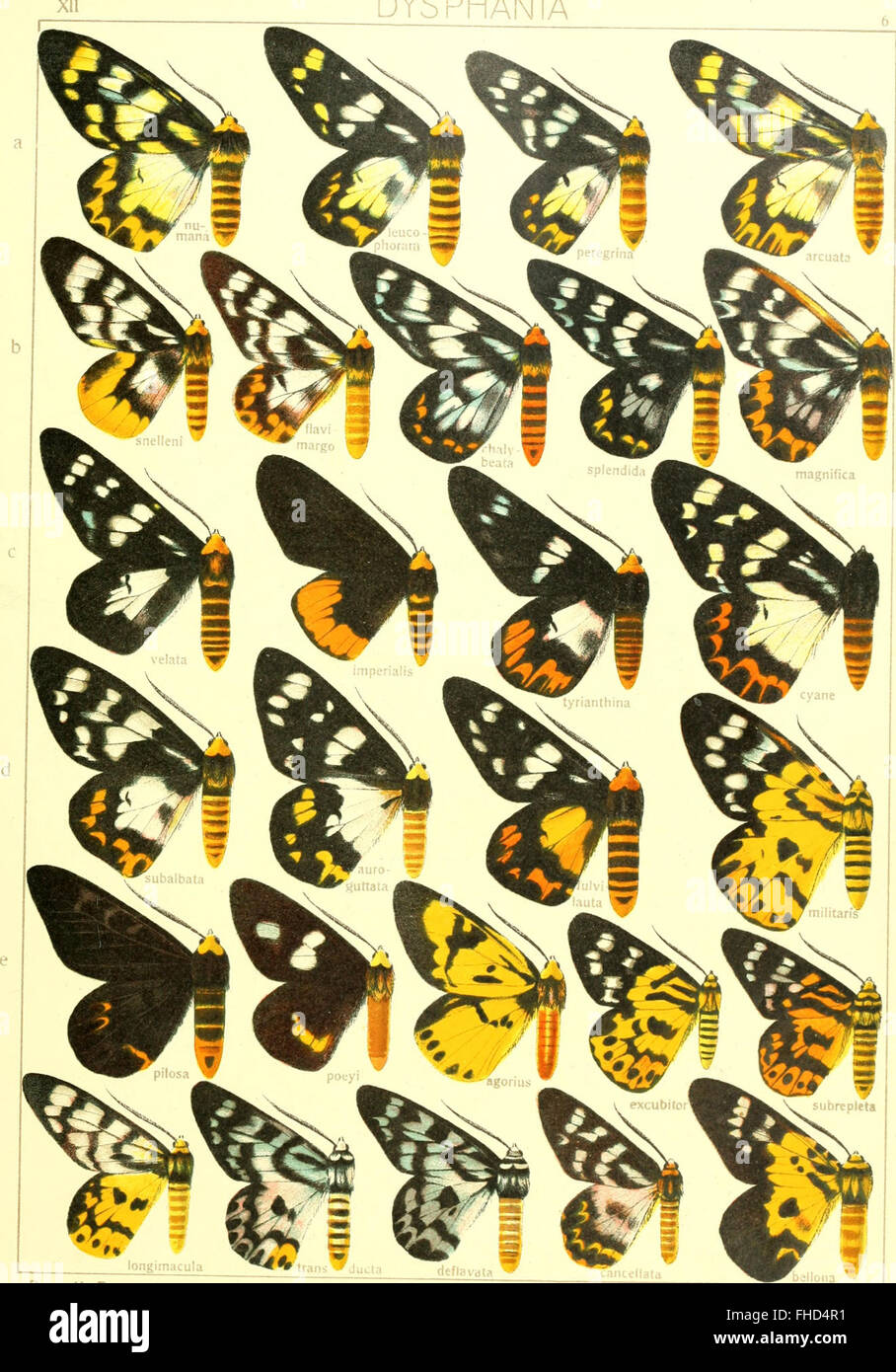 This 1900 systematic study on large butterflies focuses on the ...