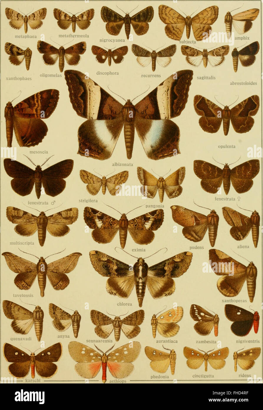 Die Gross-Schmetterlinge der Erde (1900) is a systematic work detailing ...