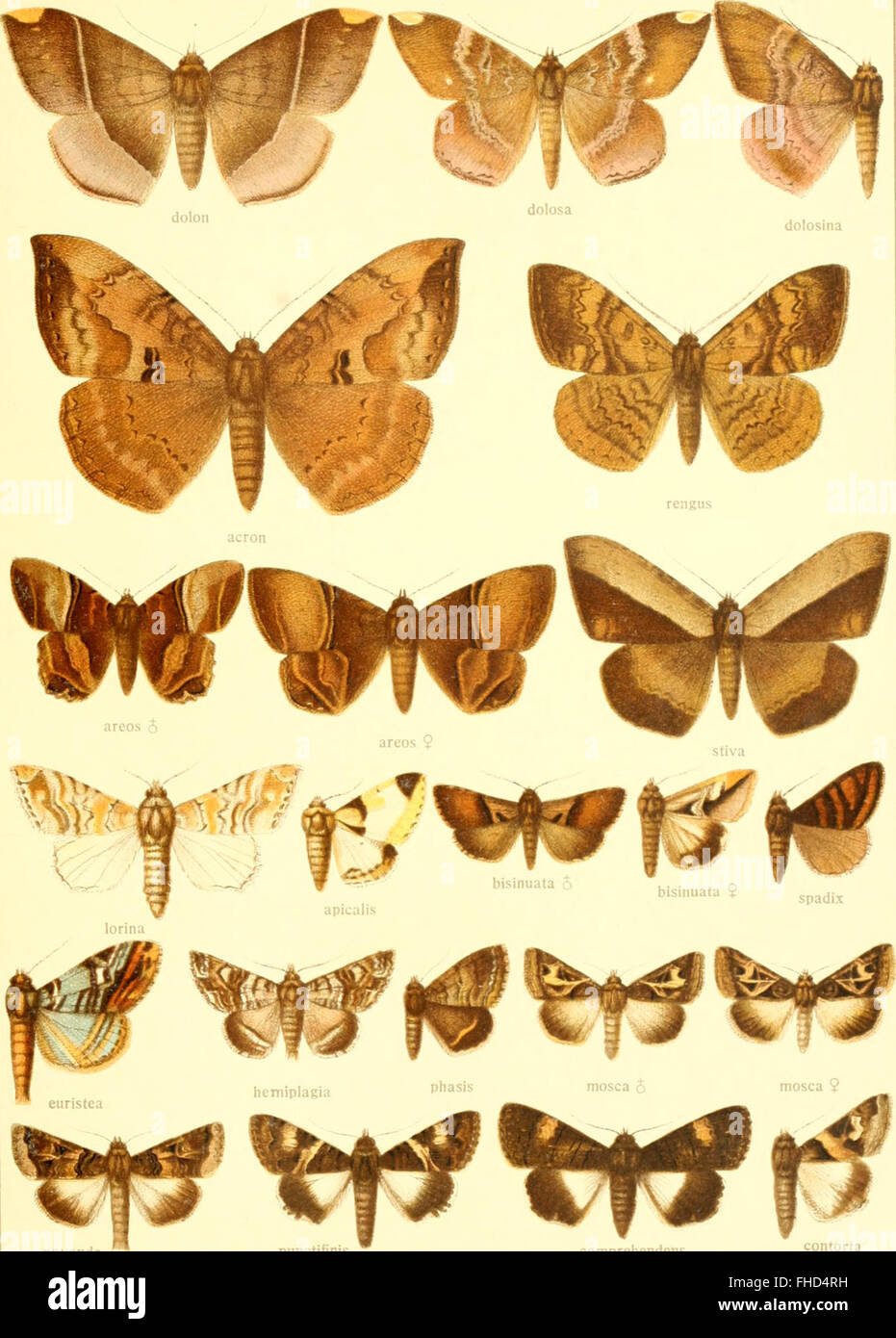 A systematic work on the large butterflies of the world, published in ...