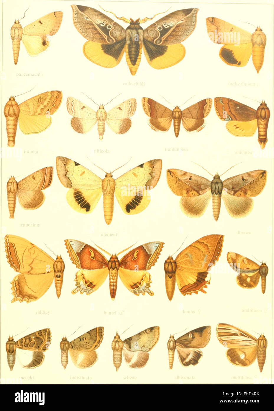 Systematic study of entomology hi-res stock photography and images - Alamy