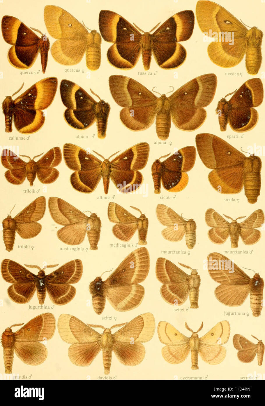 A systematic study of large butterflies, covering the classification ...