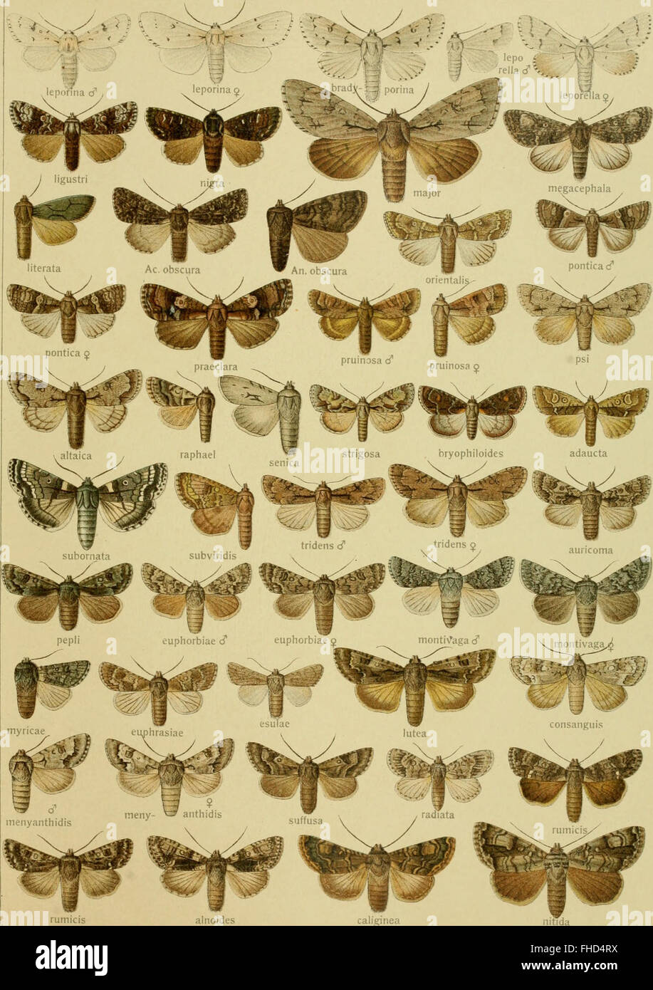 'Die Gross-Schmetterlinge der Erde' (The Large Butterflies of the World ...