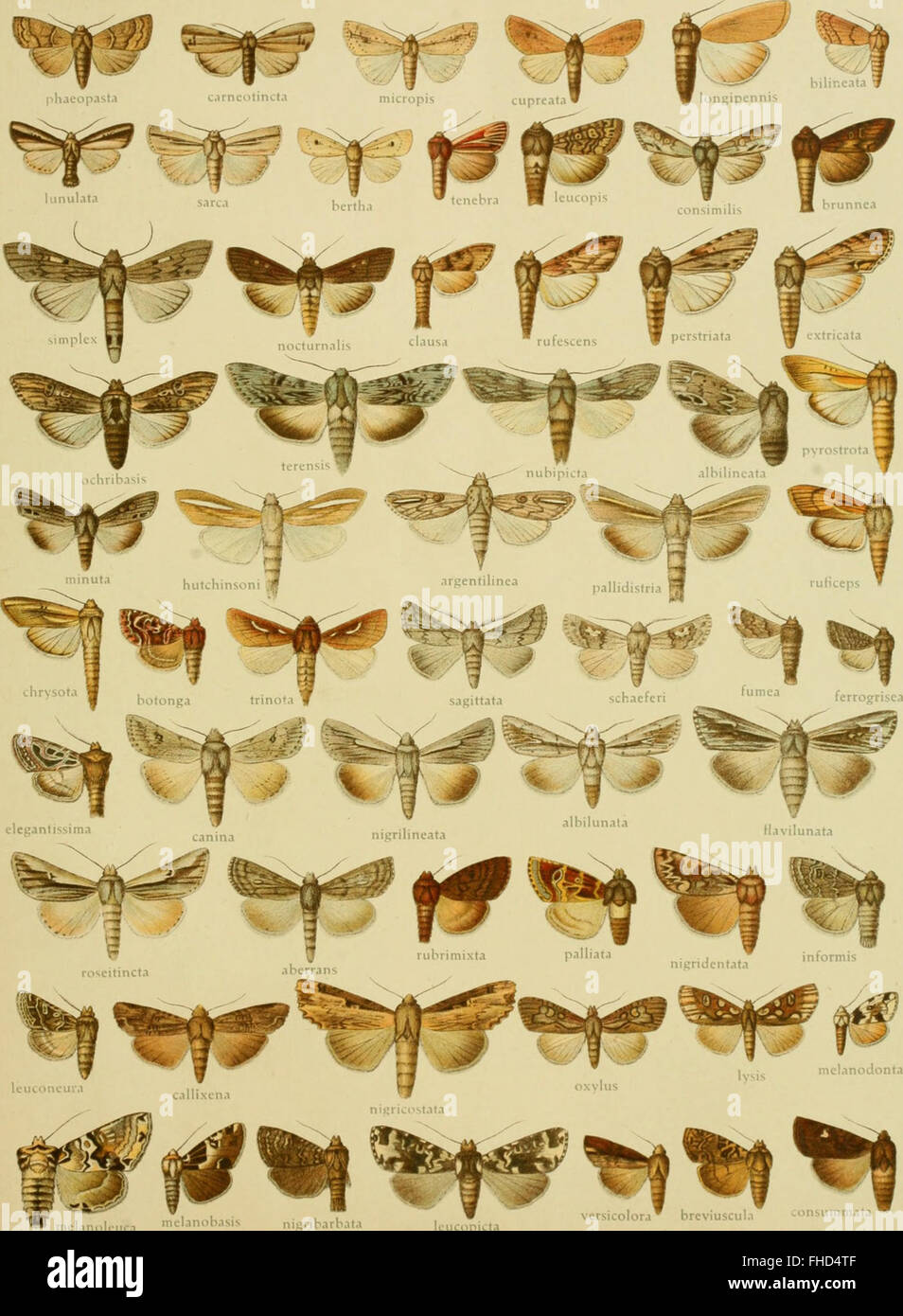 This 1900 systematic study of large butterflies covers Lepidoptera ...