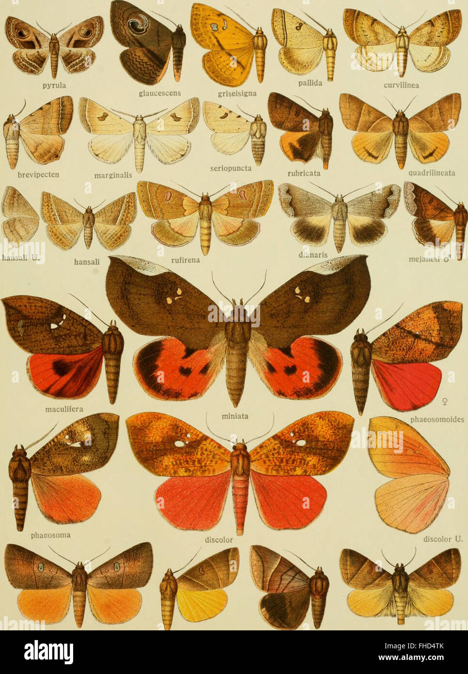 The Large Butterflies of the Earth (1900), a systematic review of all ...