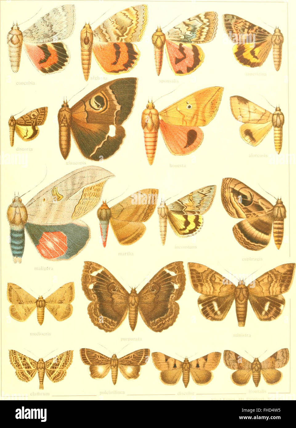 Detailed study of butterflies hi-res stock photography and images - Alamy