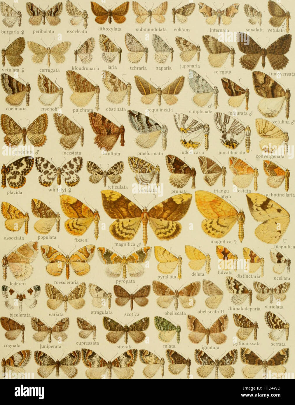 A comprehensive 1900 study of the world’s large butterflies ...
